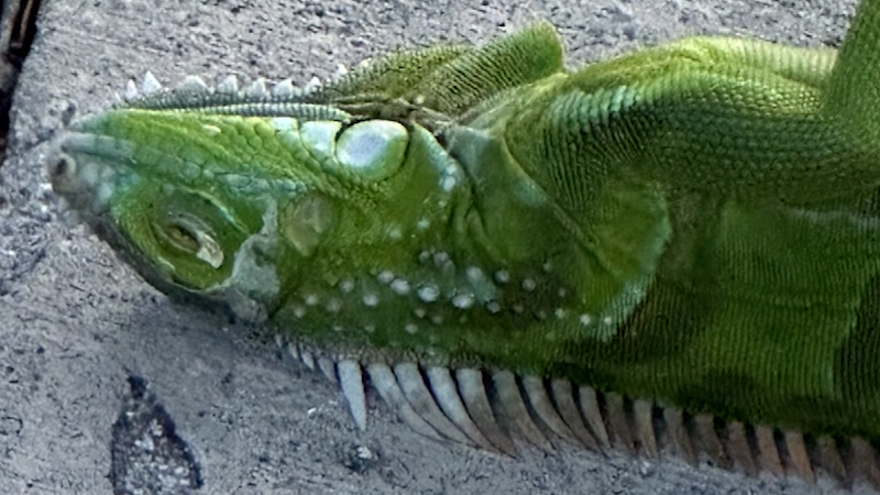 Video Cuaca yang Sedang Tren | AccuWeather