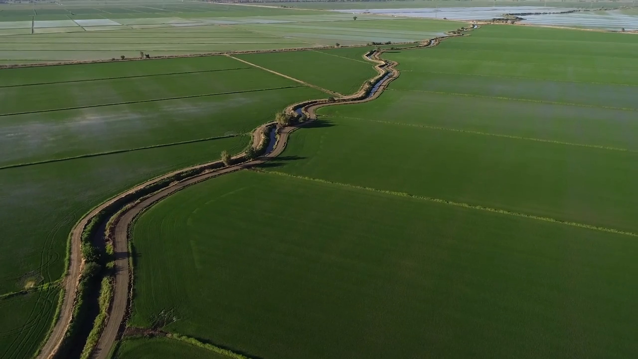 Come fly over incredibly green Colusa County rice fields in beautiful ...