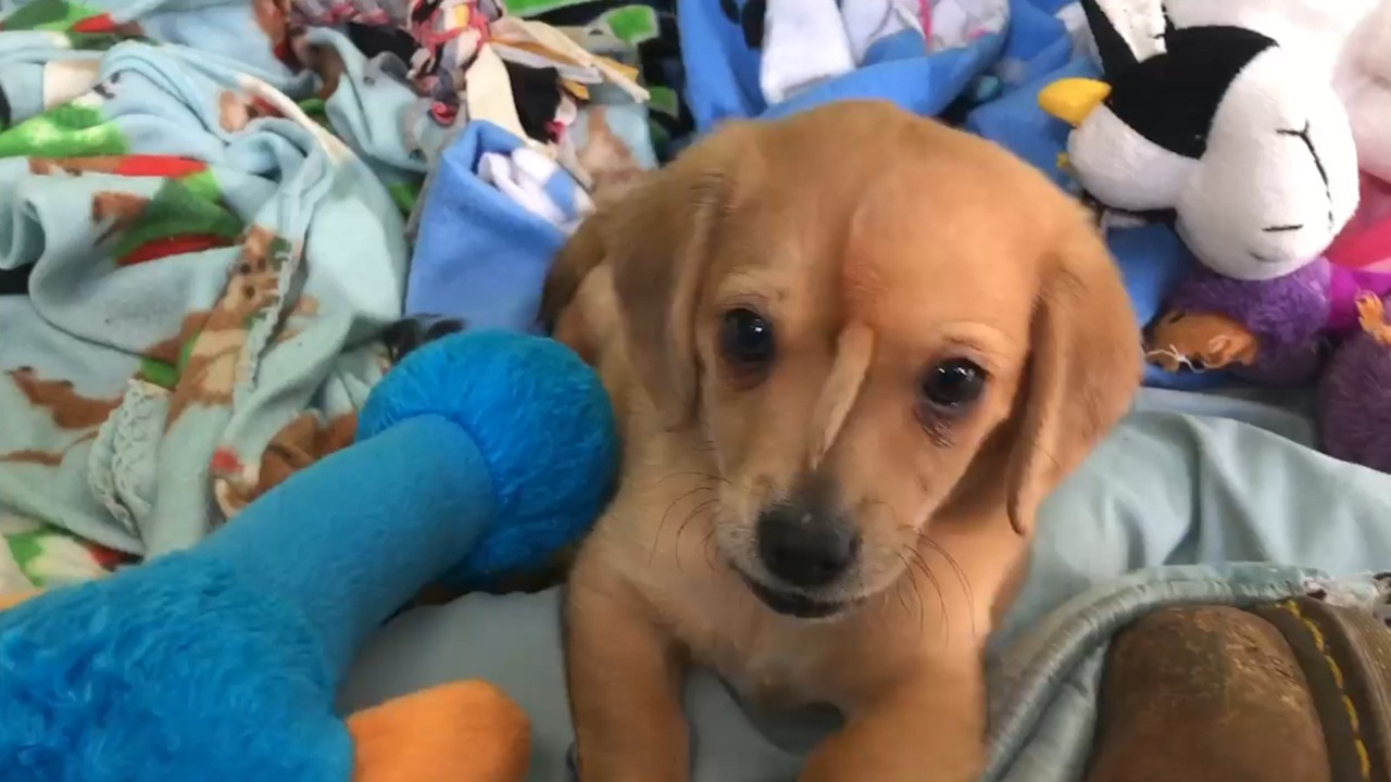 Puppy with extra tail on head is rescued by MO group | The State