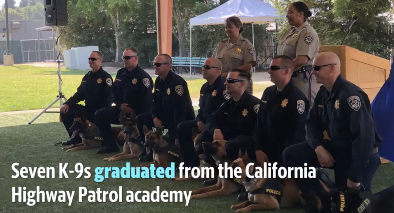 CHP K-9 graduation adds seven dogs to Patrol and Narcotics Detection ...