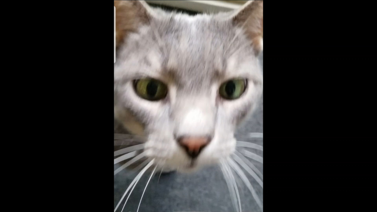 Diary of a Pandemic: Sherry Monahan, April 20, 2020 | Raleigh News ...