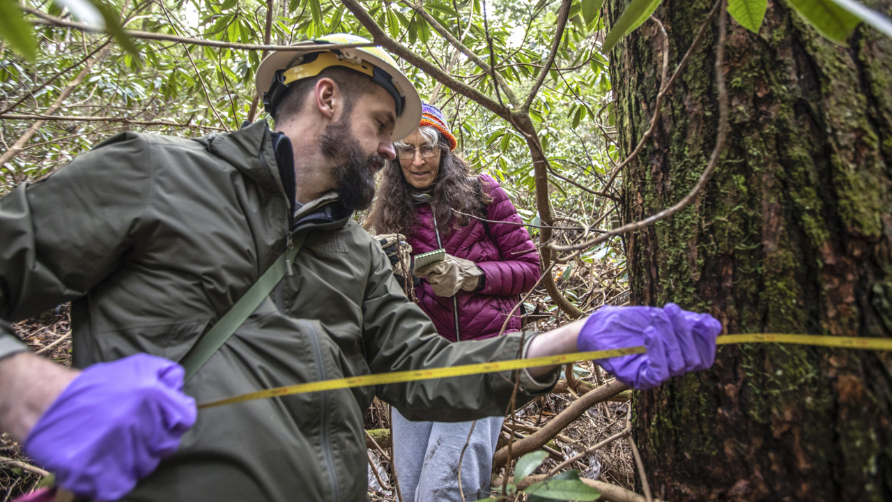 Millions of trees in KY, Appalachia at risk from invasive bug ...