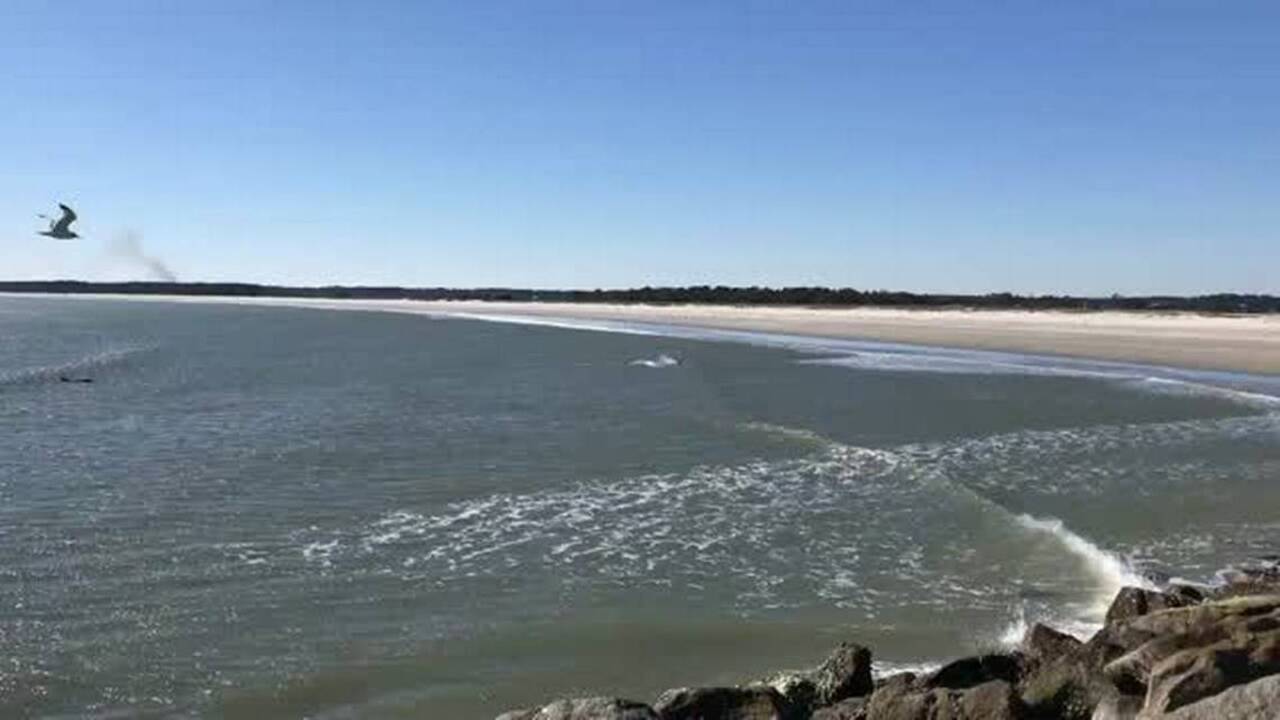Dolphins off the Grand Strand coast | Raleigh News & Observer