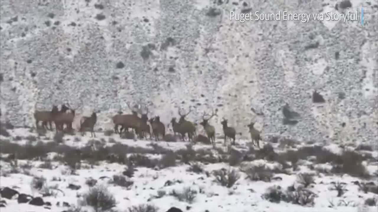 Diseased elk with deformed hoof shot in Walla Walla County | Tacoma ...