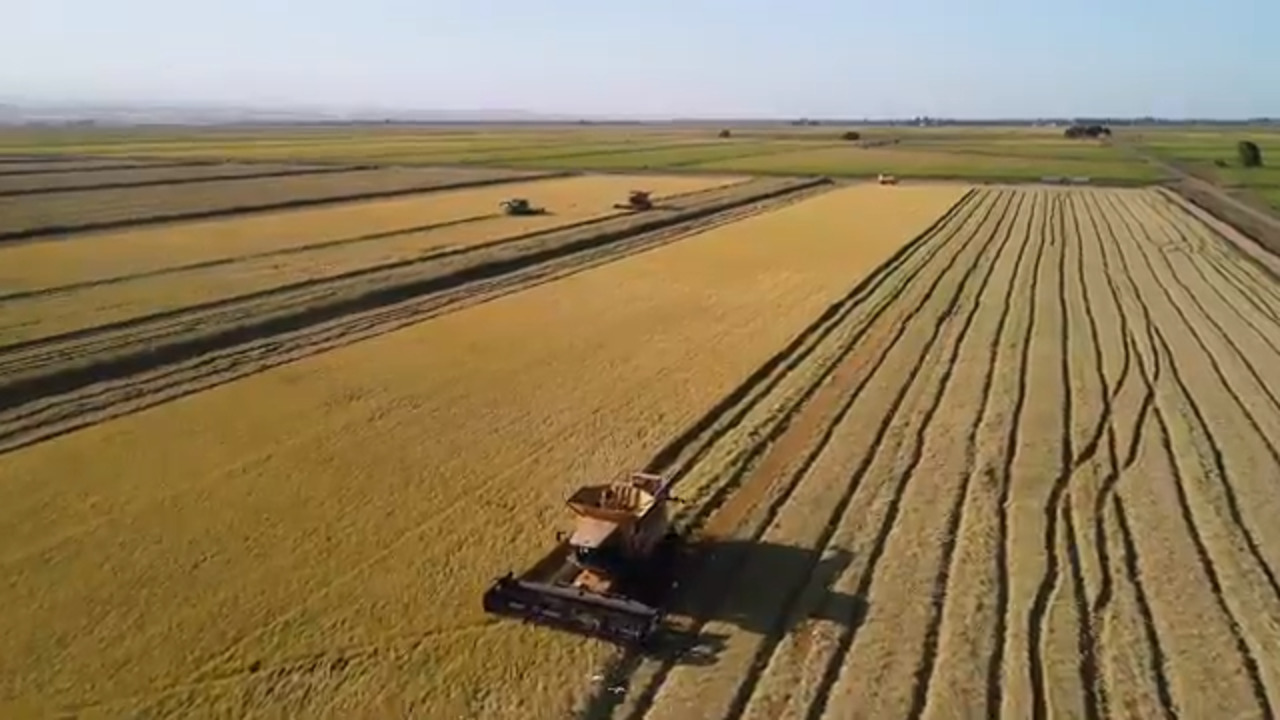 Sushi rice harvest begins in Northern California farm fields | Fresno Bee