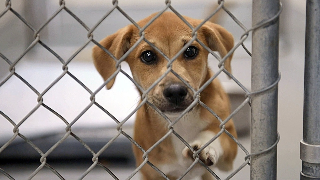 Wake Animal Center has 72 dogs needing forever homes | Raleigh News ...