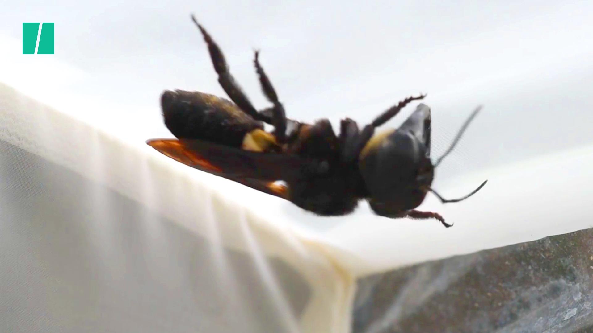 World’s Largest Bee Rediscovered! | HuffPost UK News