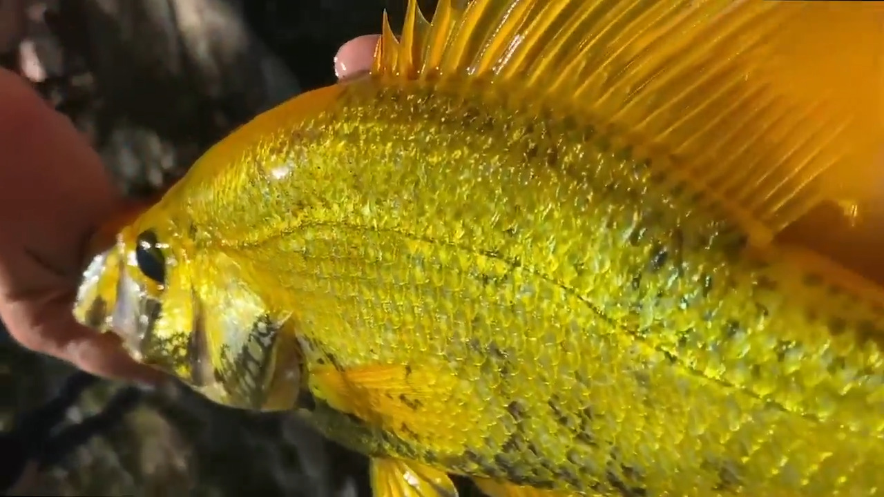 Dinner plate-sized Golden crappie caught in Missouri pond | Kansas City ...