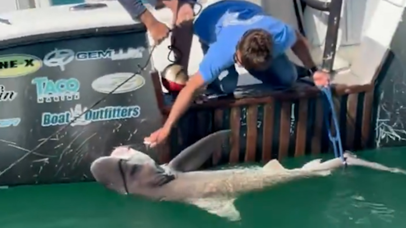 Animals Videos | AccuWeather