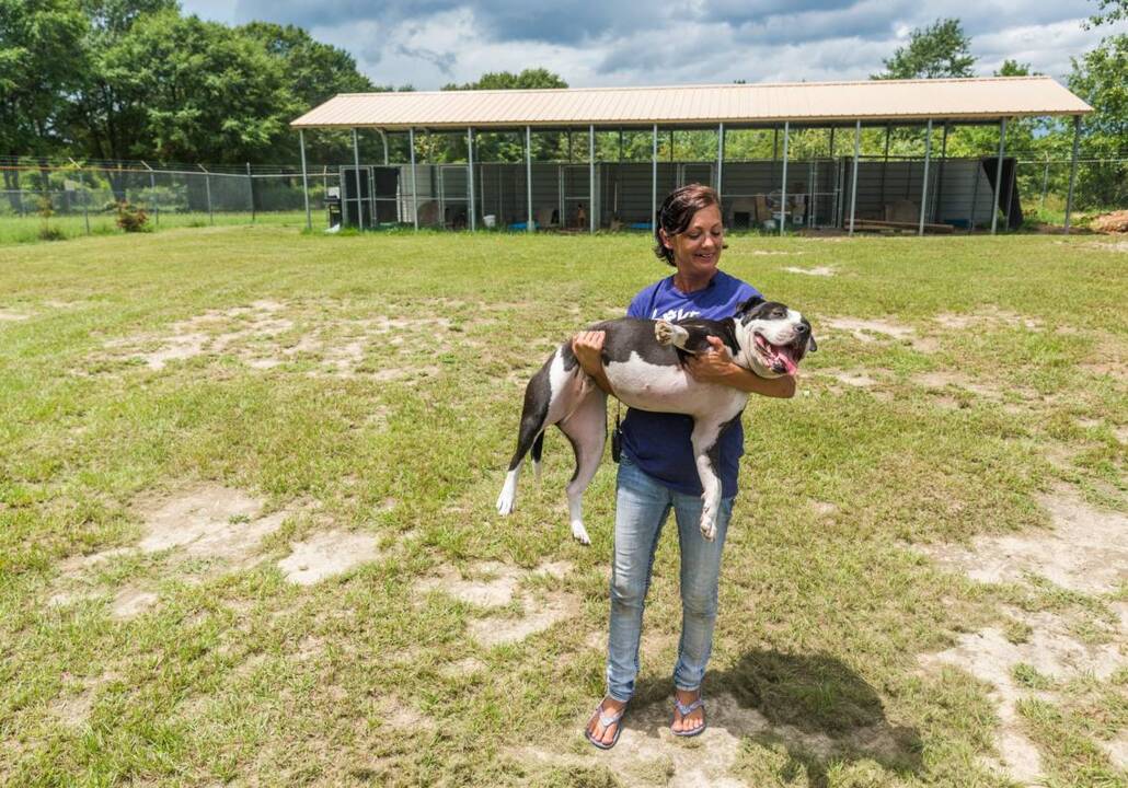 Dog fighting ring busted in Florida, cops say | Bradenton Herald