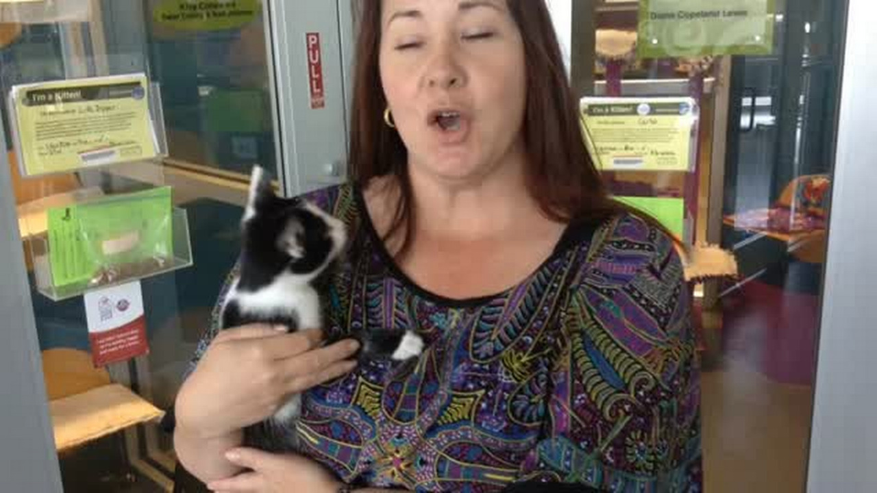 Dozens of kittens up for adoption at Kansas Humane Society | The ...