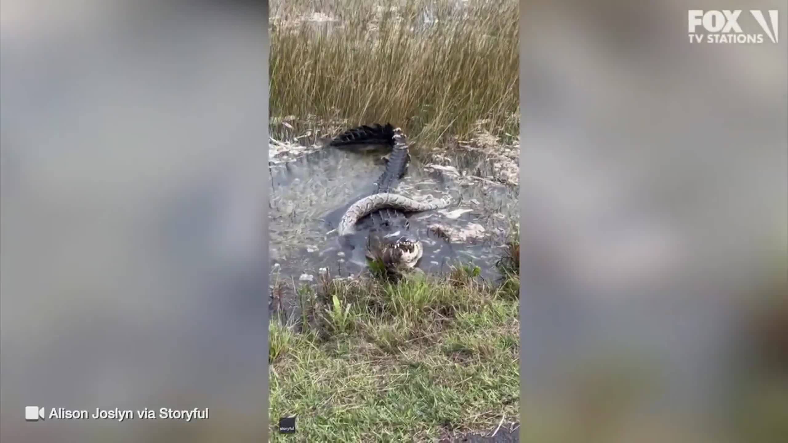 Alligator wolfs down python in Florida park | Miami Herald