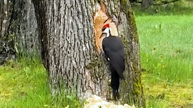 Woodpecker repeatedly pecks into maple tree in Maine | AccuWeather
