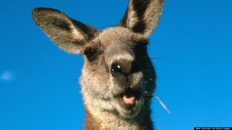 FINISH HIM: Fighting Kangaroo Pulls Wild Move Right Out Of A Video Game ...