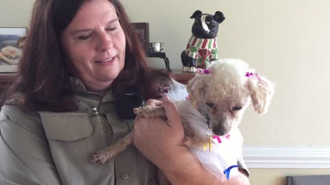 Coco the dog primps before being reunited with owner | Raleigh News ...