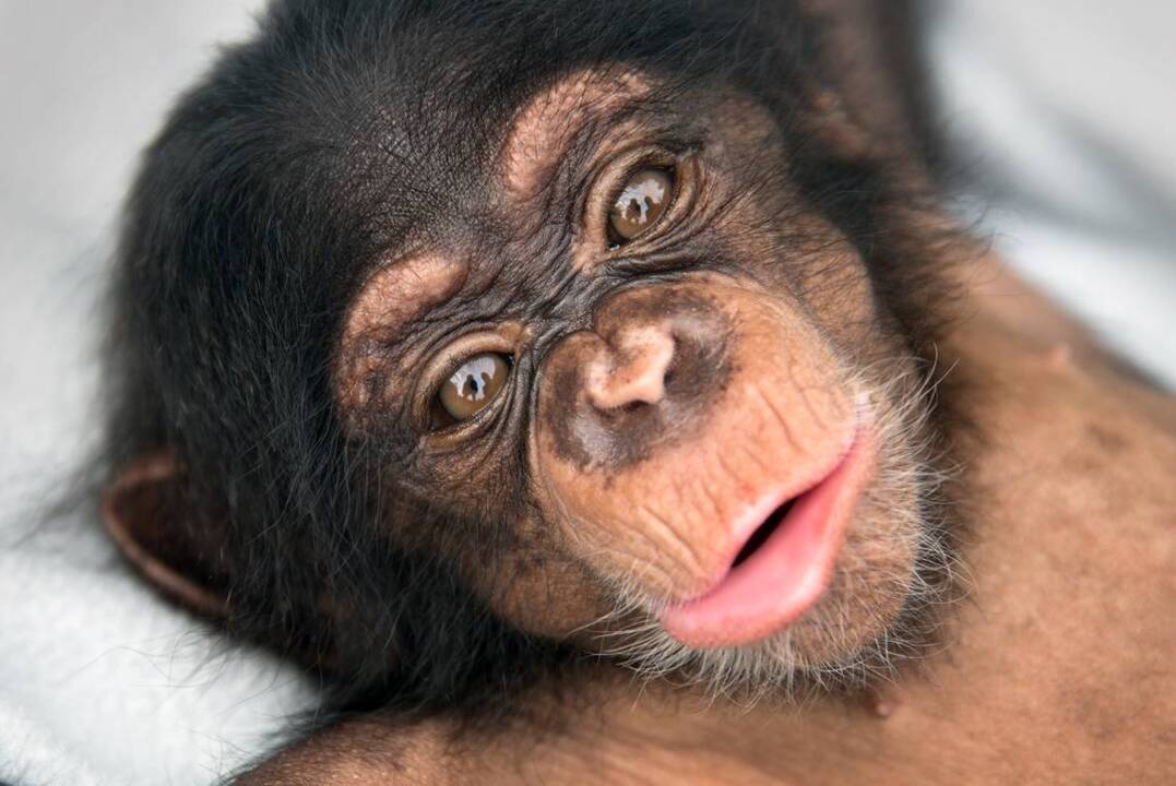 Baby chimp adds a lot of cuteness to zoo exhibit | Kansas City Star