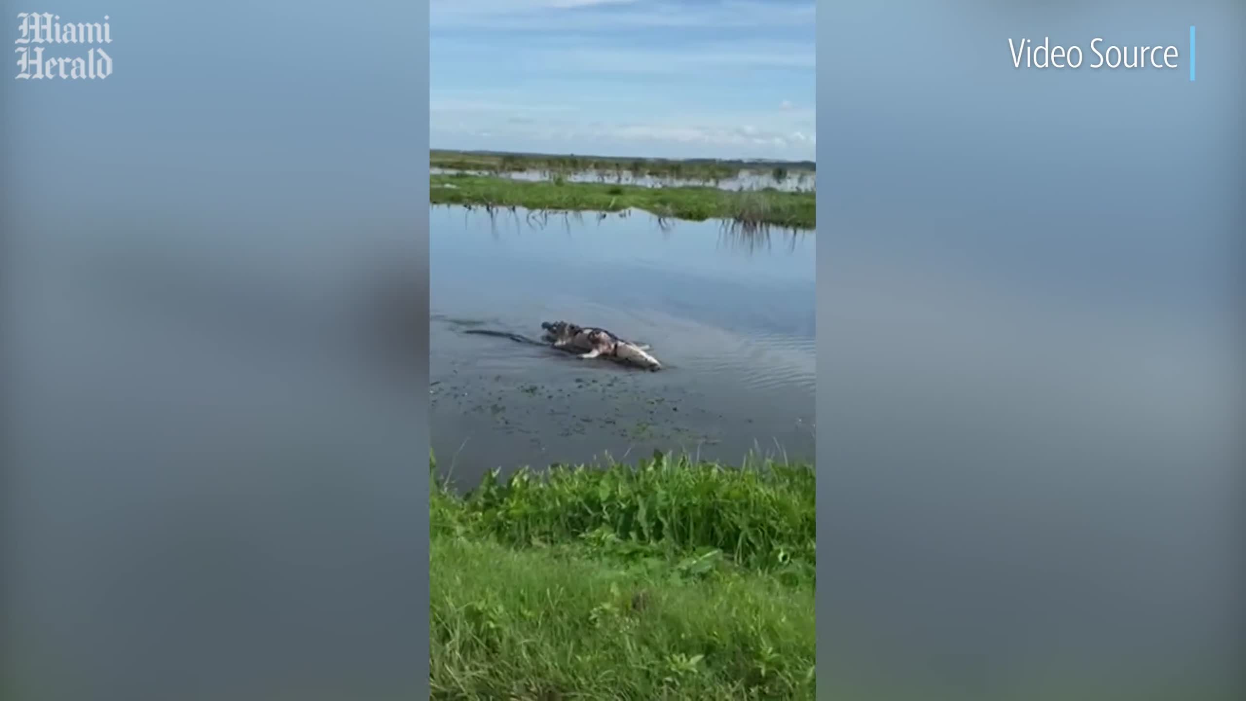 Watch as alligator drags away another alligator in Florida lake | Miami ...